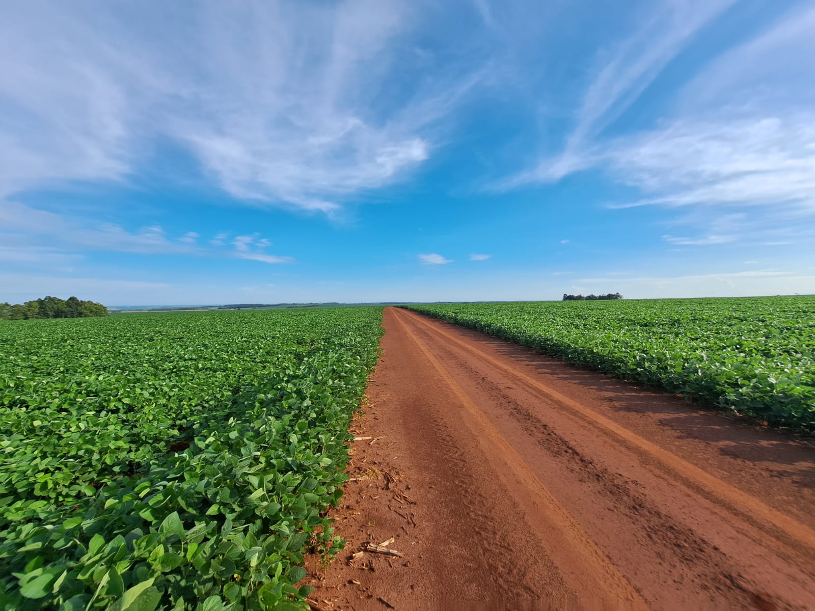 Amambai já supera 90% de área plantada de soja com boas expectativas na ...